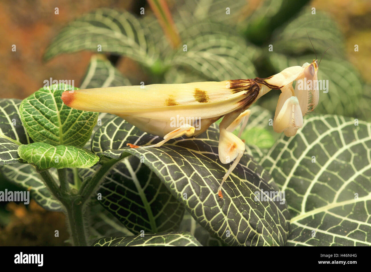 Praying mantis, Orchideenmantis, attack position Stock Photo - Alamy