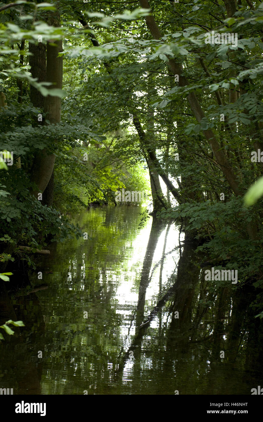 Brook, trees, reflexion, outside, plants, watercourse, water, waters ...