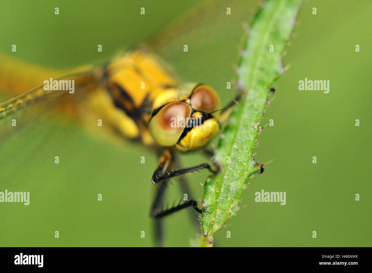 river spinster, portrait Stock Photo - Alamy