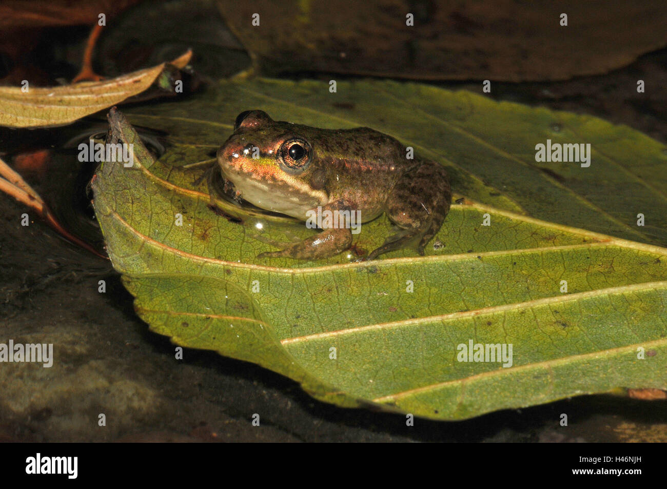 Small water frog, young animal on leaves seated Stock Photo - Alamy