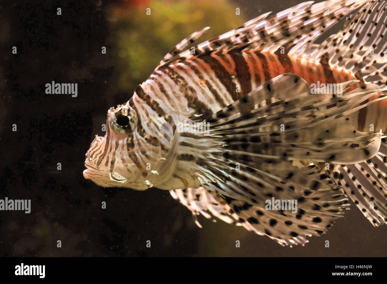 Red fire fish, portrait, side view Stock Photo - Alamy