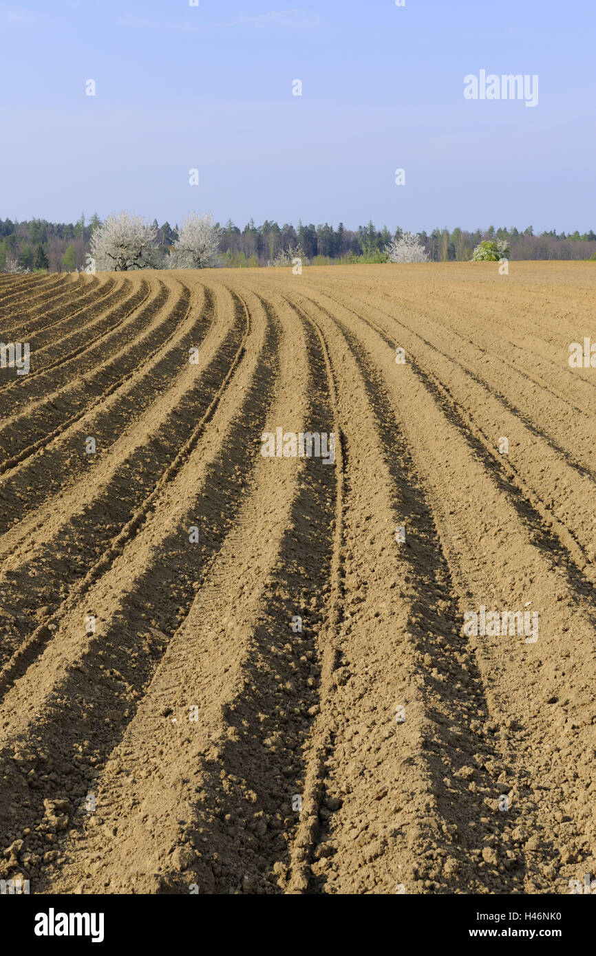 Potato field, field, country living, ground, forms, potato field ... Potato field, field, country living, ground, forms, potato field ...