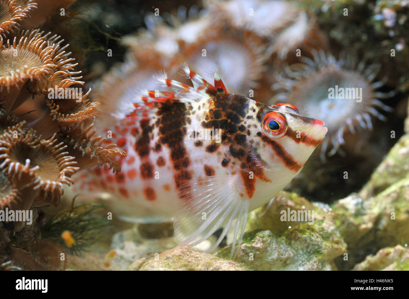 Reef Sea High Resolution Stock Photography and Images - Alamy