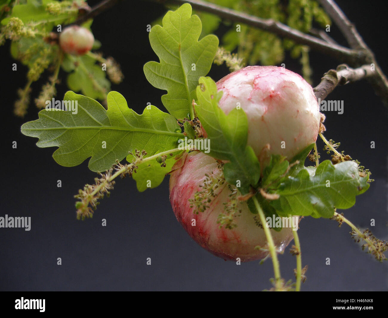 Oaken tree hi-res stock photography and images - Alamy