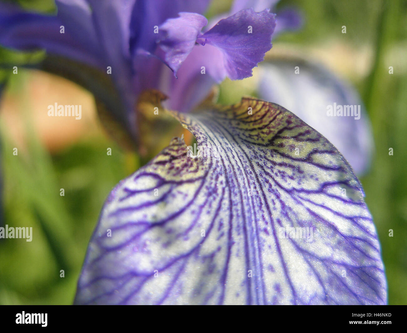 Meadow iris, blossom, notch, close up Stock Photo - Alamy