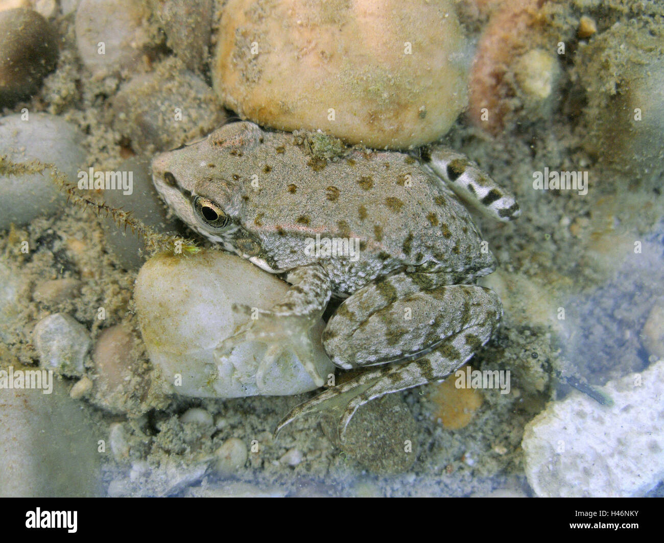 Small Young Marsh Frog High Resolution Stock Photography and Images - Alamy