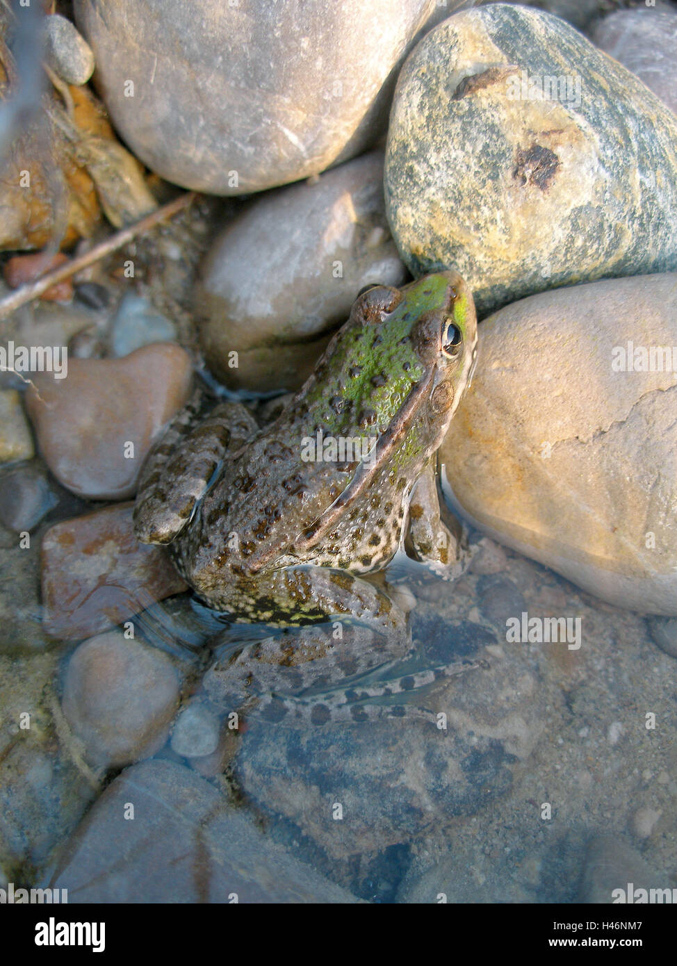 Small young marsh frog hi-res stock photography and images - Alamy