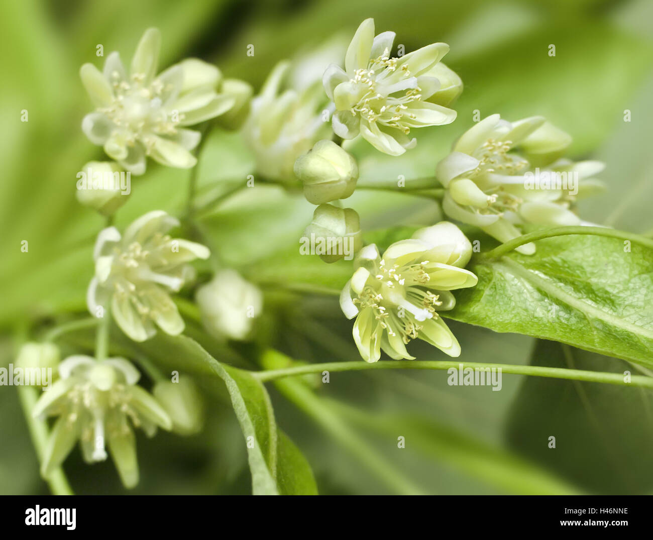 Lime-tree blossoms, Tilia, flowering branch, close up Stock Photo - Alamy
