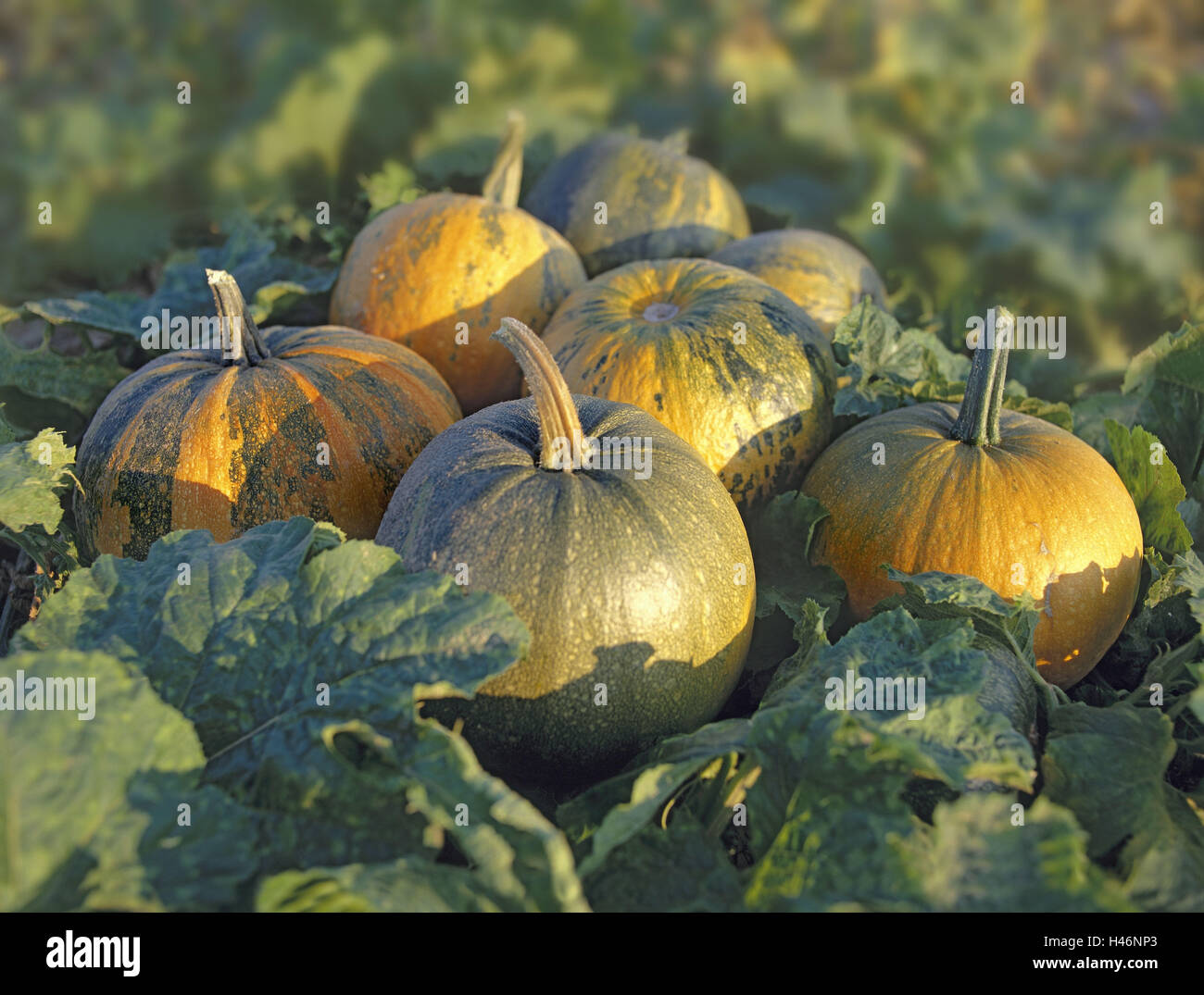 Nuclear pumpkin, Cucurbita, pumpkin plants, pumpkin field, leaves, the ...