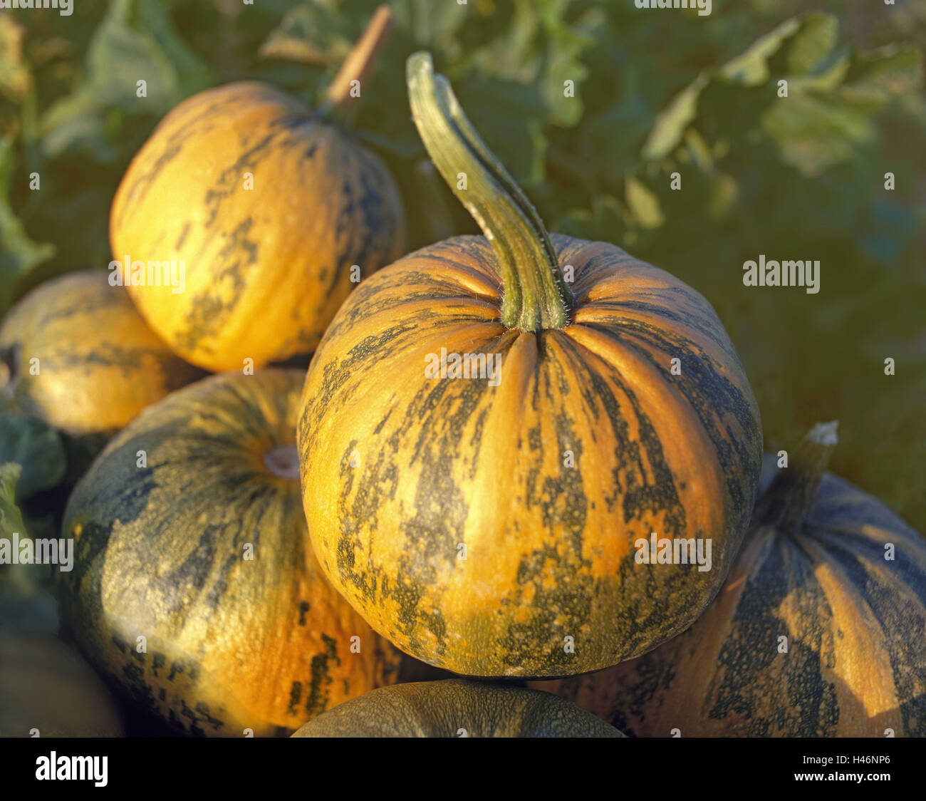 Plants lining hi-res stock photography and images - Alamy