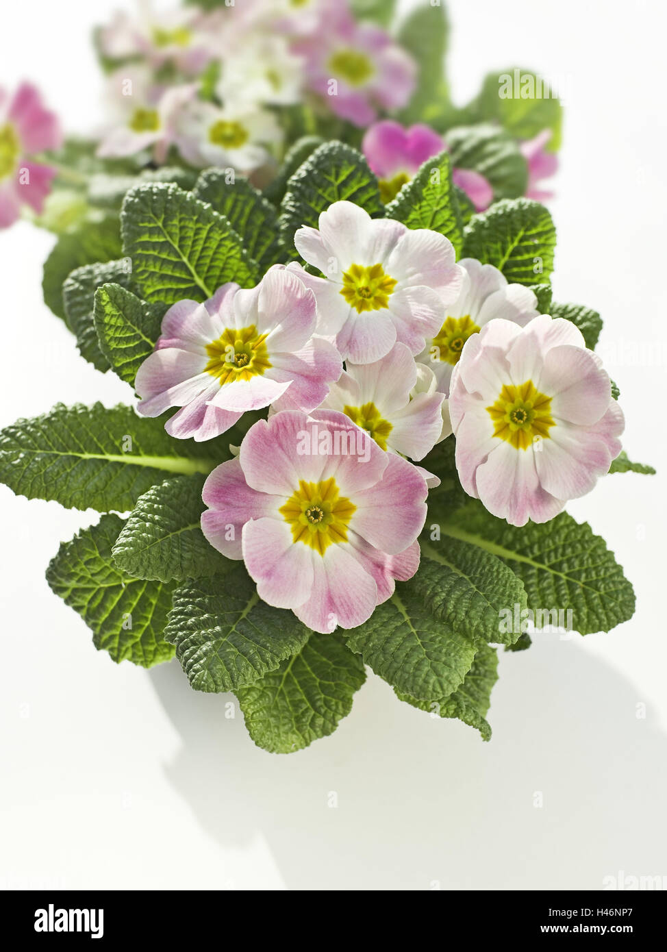 Hybrid primula hi-res stock photography and images - Alamy
