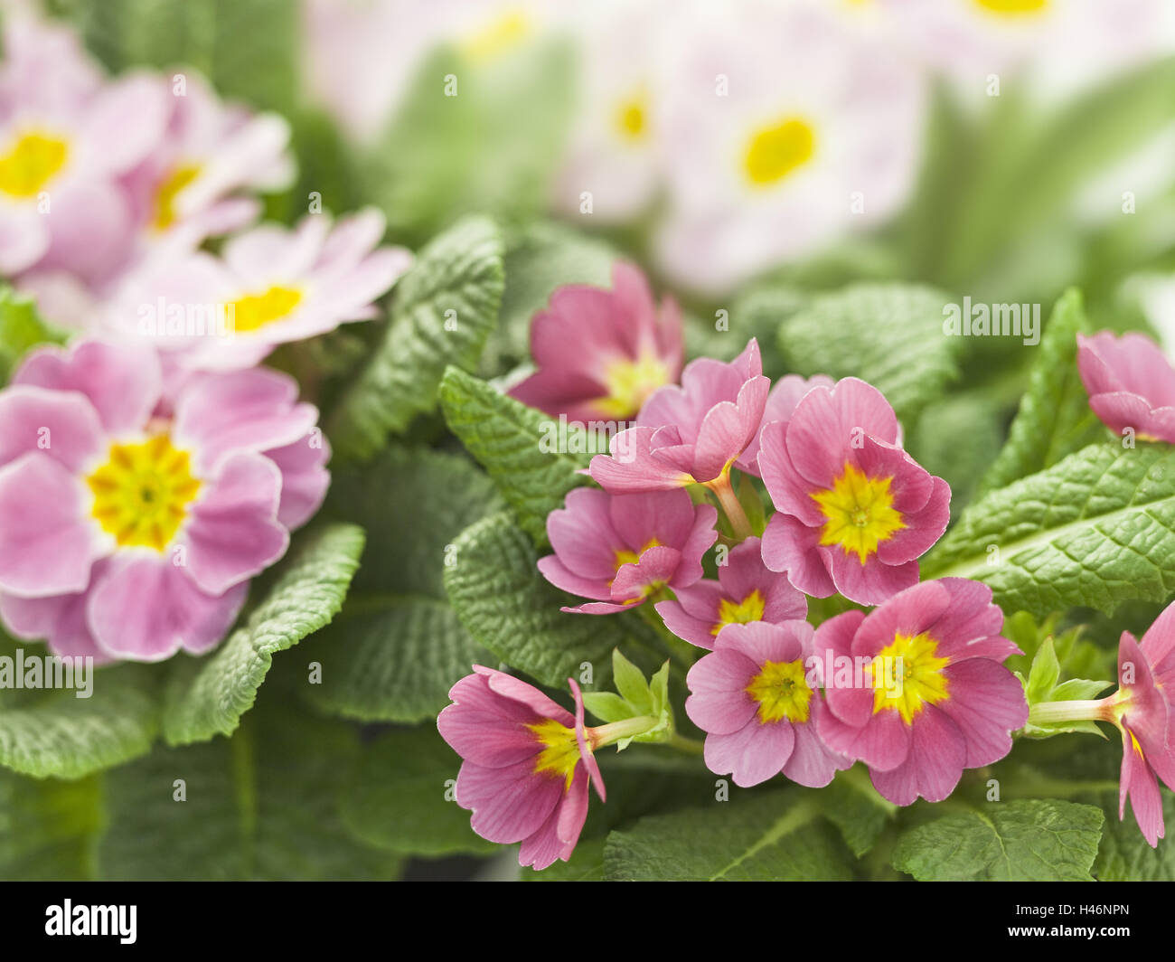 Hybrid primula hi-res stock photography and images - Alamy