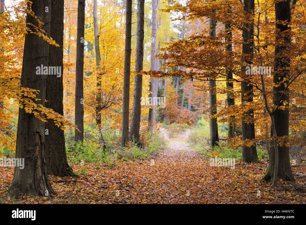 Forest way in autumn Stock Photo - Alamy