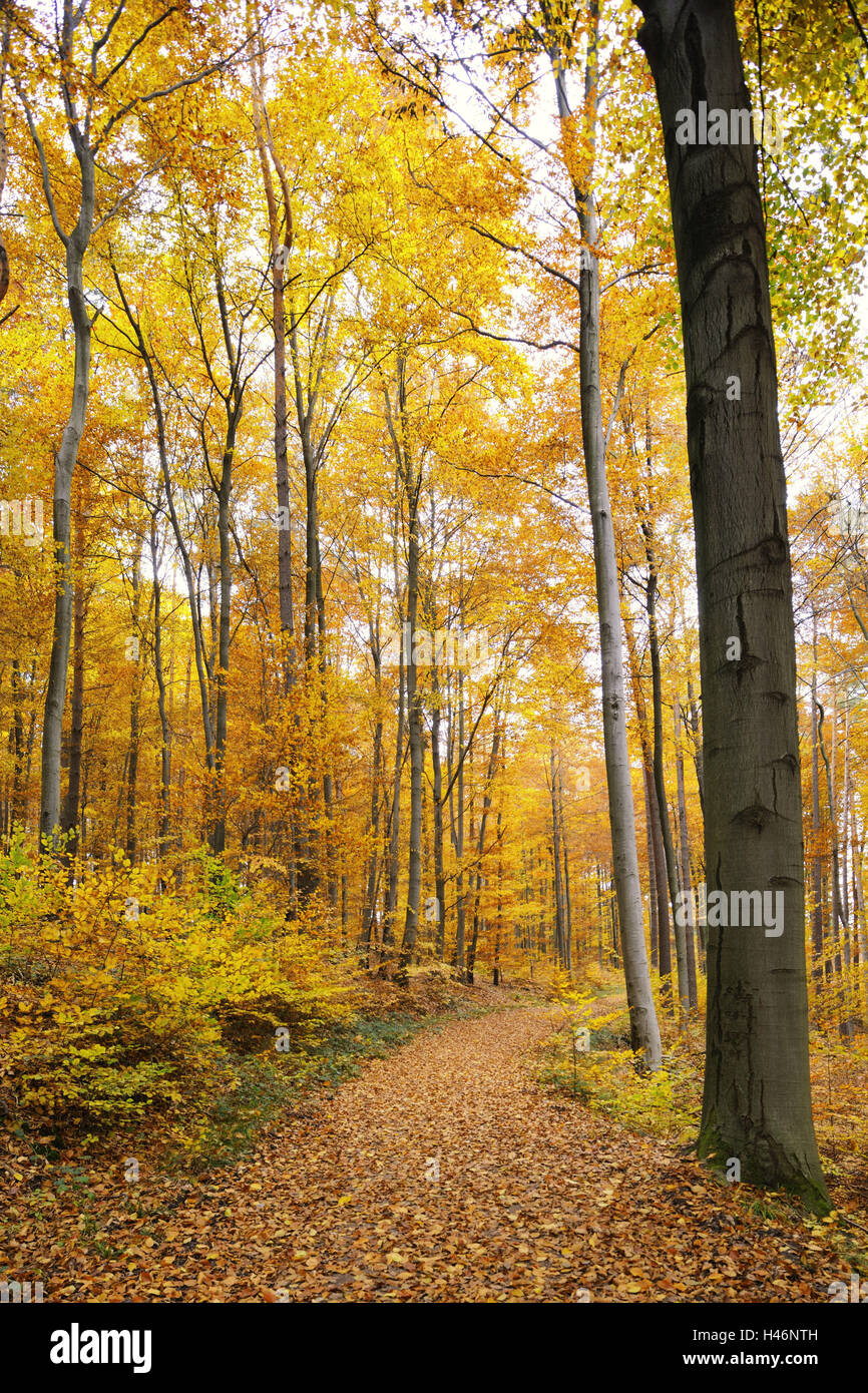 Forest way in autumn Stock Photo - Alamy