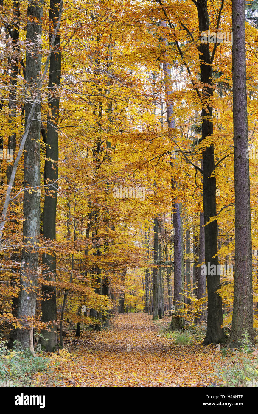 Forest way in autumn Stock Photo - Alamy