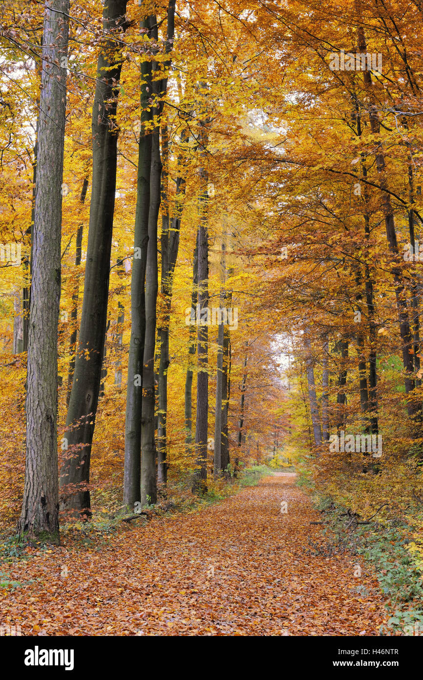 Forest way in autumn Stock Photo - Alamy