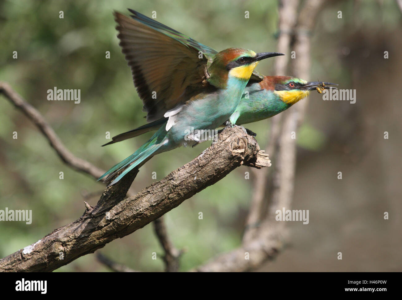 Bee eater couple hi-res stock photography and images - Alamy