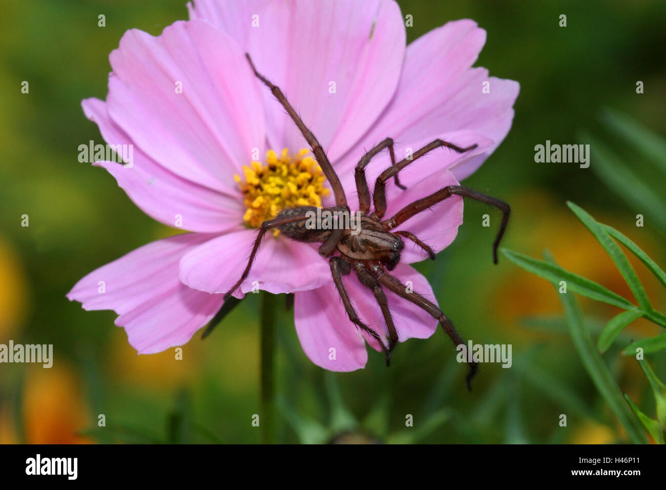 Angle spider on blossom Stock Photo - Alamy