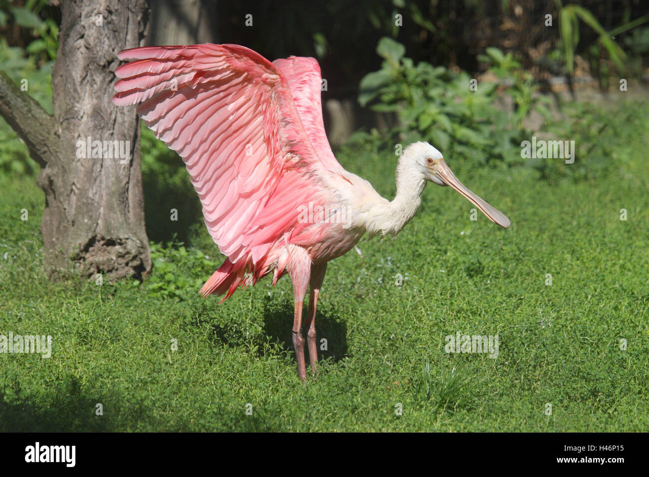 Rose pink bird hi-res stock photography and images - Alamy