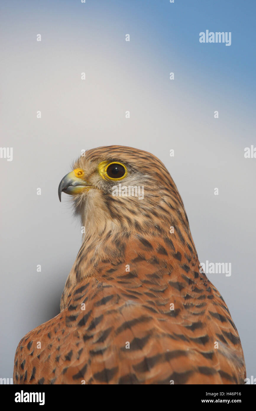 Portrait format kestrel hi-res stock photography and images - Alamy