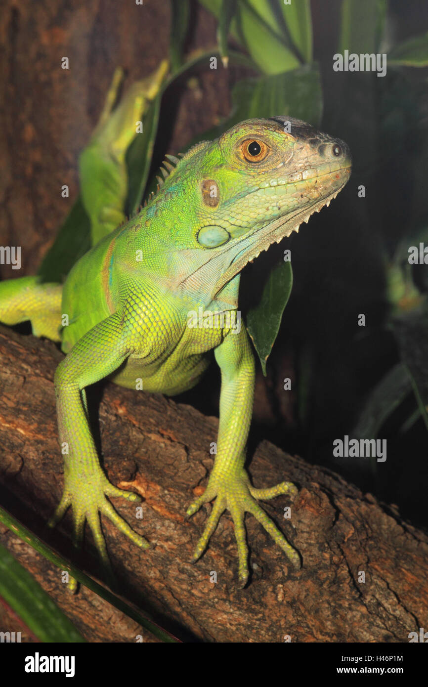 Of young green Leguan Stock Photo - Alamy