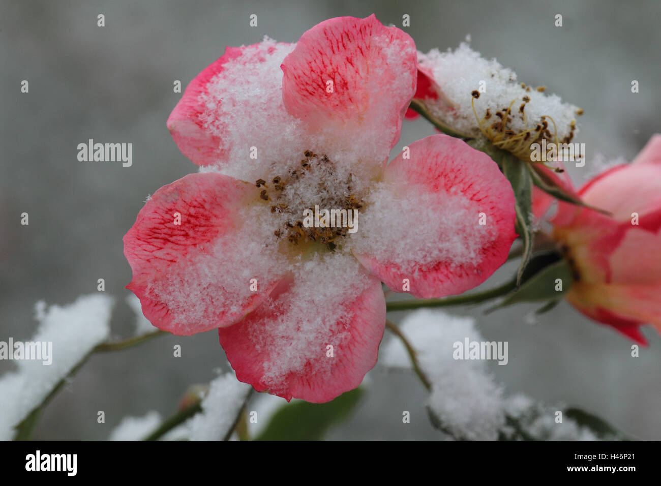 Red rose with snow Stock Photo - Alamy