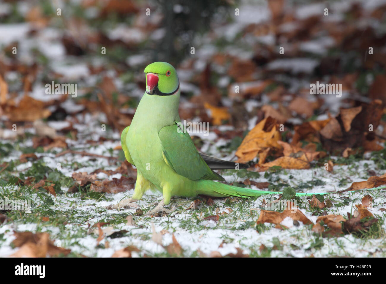 Neckband parakeet in winter Stock Photo - Alamy