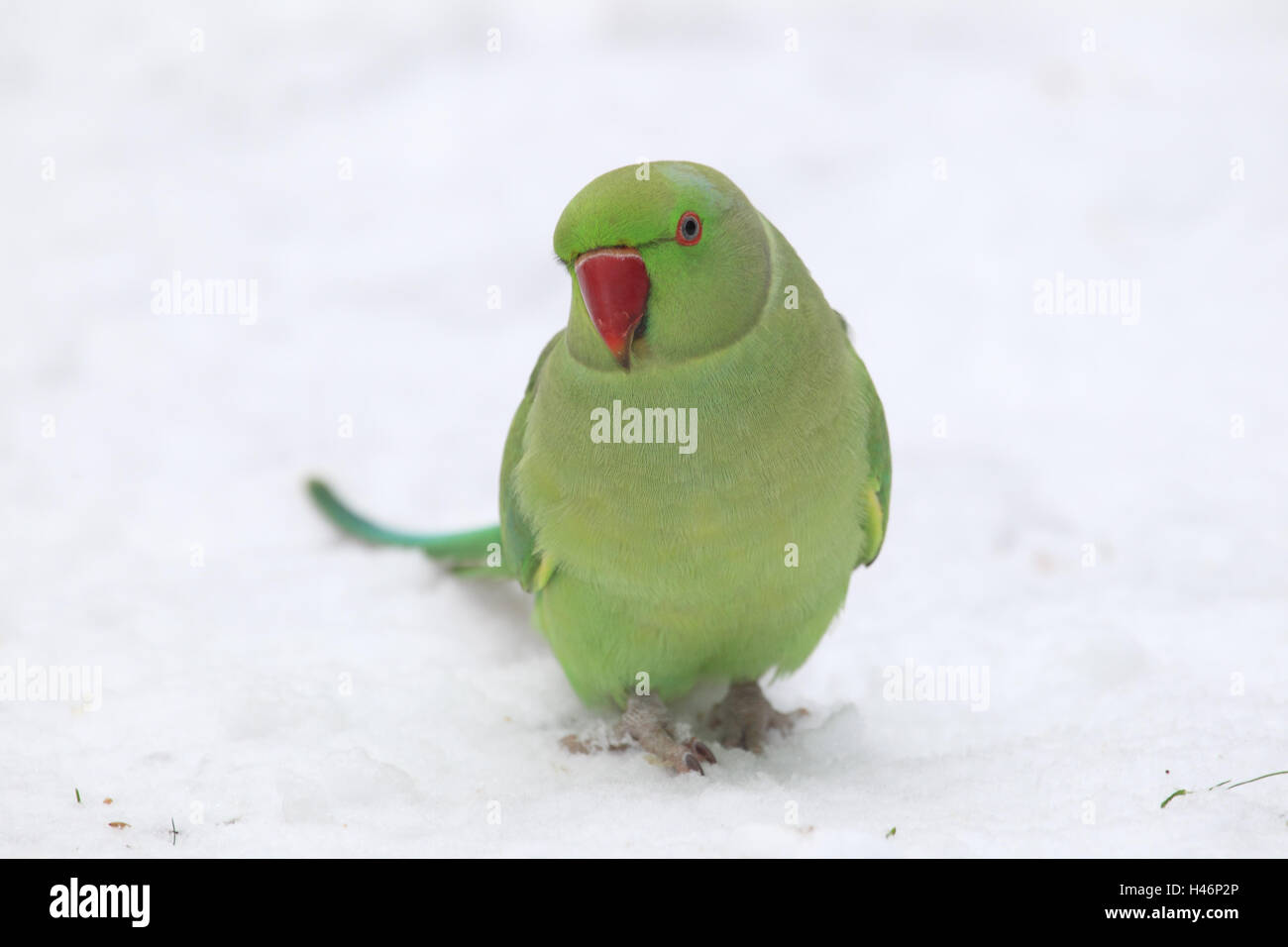 Neckband parakeet in winter Stock Photo - Alamy