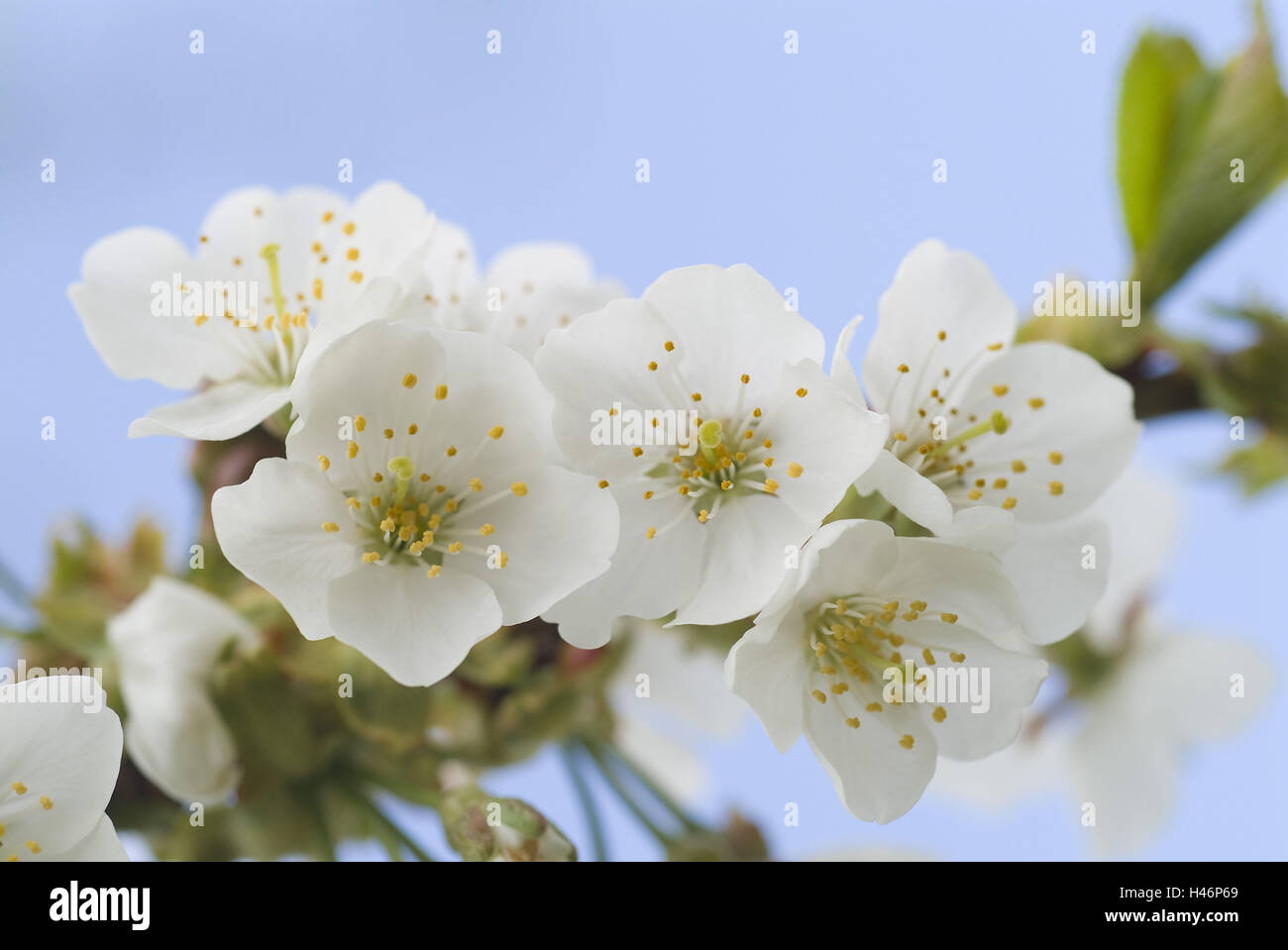 Prunus avium flowering white hi-res stock photography and images - Alamy