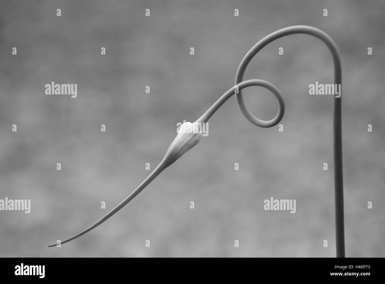 elegantly curved inflorescence the garlic, Allium sativum, b/w Stock ...