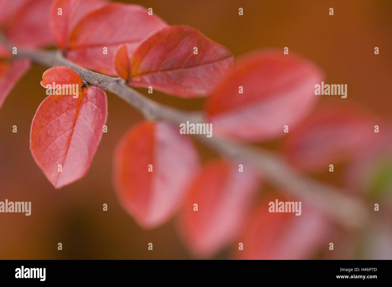 Dwarf's medlar branch, leaves, red, autumn staining, Cotoneaster, close ...