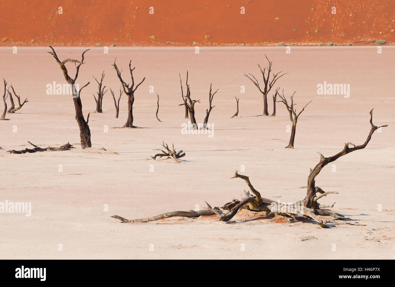 In the salt pan dead vlei hi-res stock photography and images - Alamy