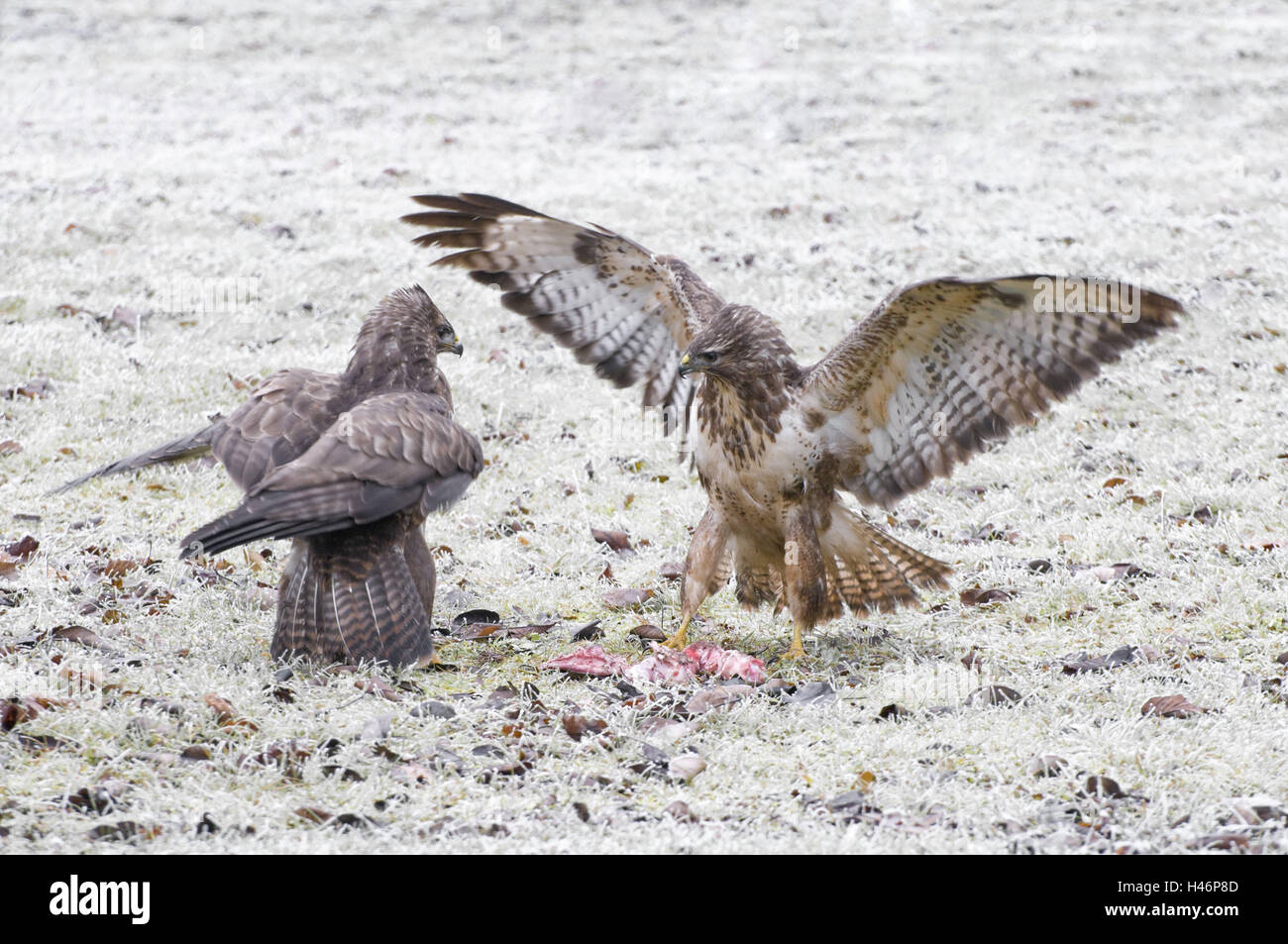Buzzards hi-res stock photography and images - Alamy