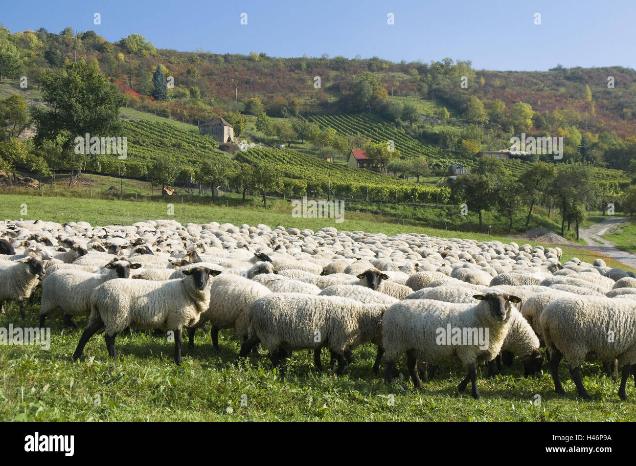 Vineyard sheep herd vineyards hi-res stock photography and images - Alamy