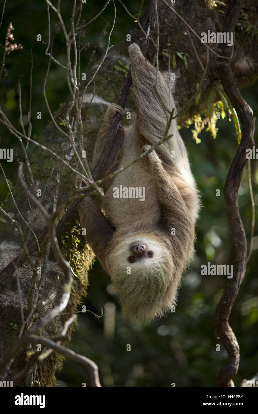 Sloth, province of Alajuela, Costa Rica, waterfall gardens, Cascada La ...