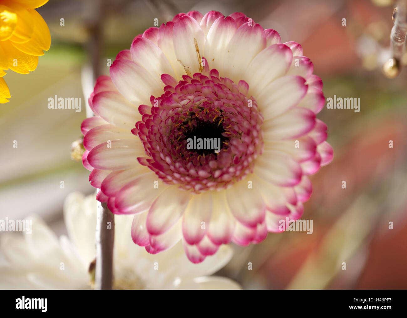 Flower, gerbera, blossom Stock Photo - Alamy