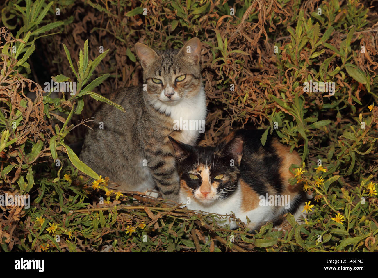 Cyprus cats hi-res stock photography and images - Alamy