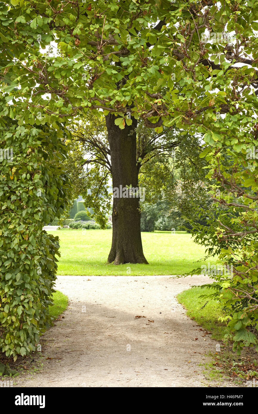 Garden, tree, way, nobody, hedges, castle garden, hedge, castle garden ...