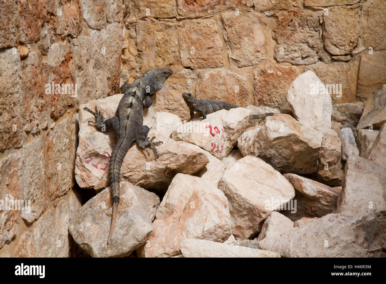 the pyramid of uxmal in yucatan in south of mexico Stock Photo - Alamy