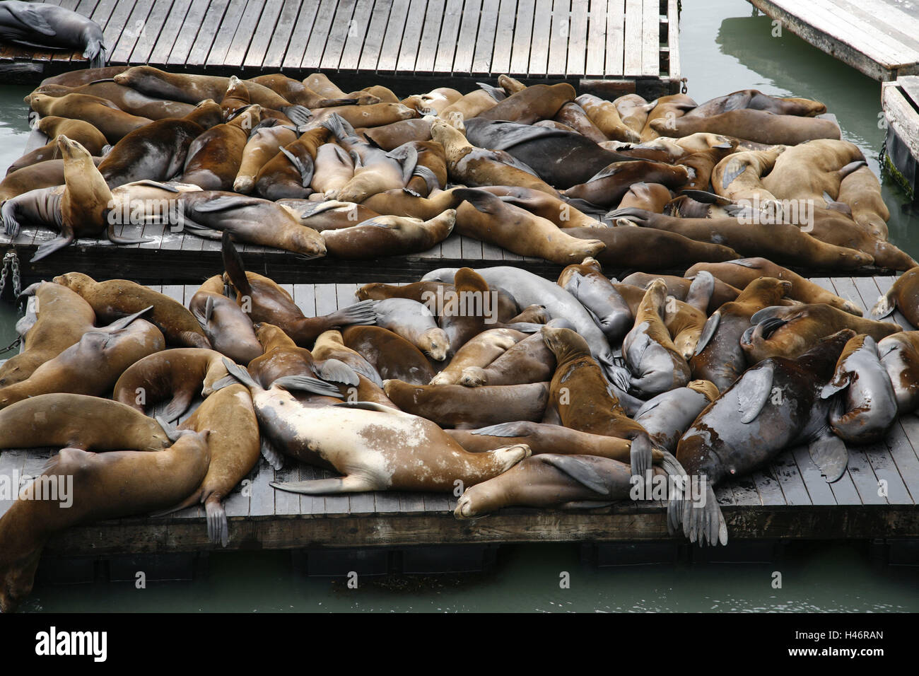 What Animals Live In San Francisco at Mary Eklund blog