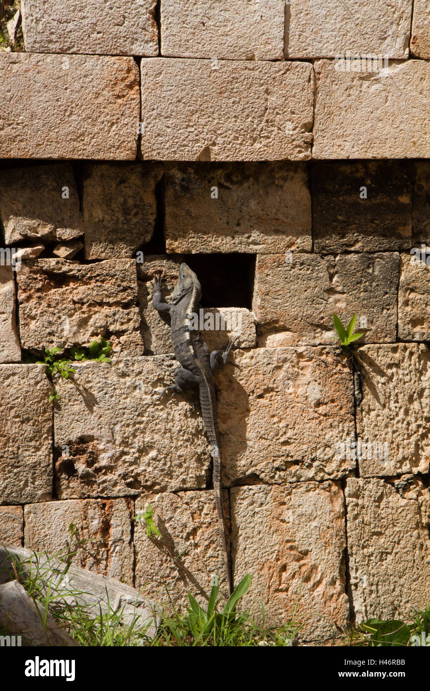 the pyramid of uxmal in yucatan in south of mexico Stock Photo - Alamy