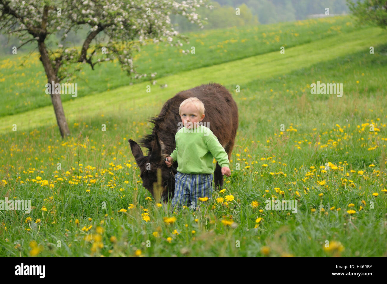 Donkey child hi-res stock photography and images - Alamy