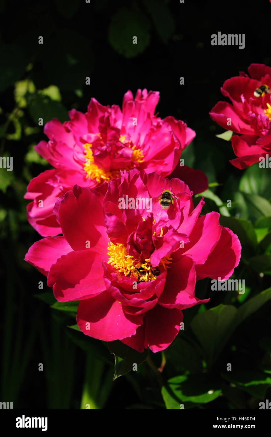 Dark red peonies hi-res stock photography and images - Alamy