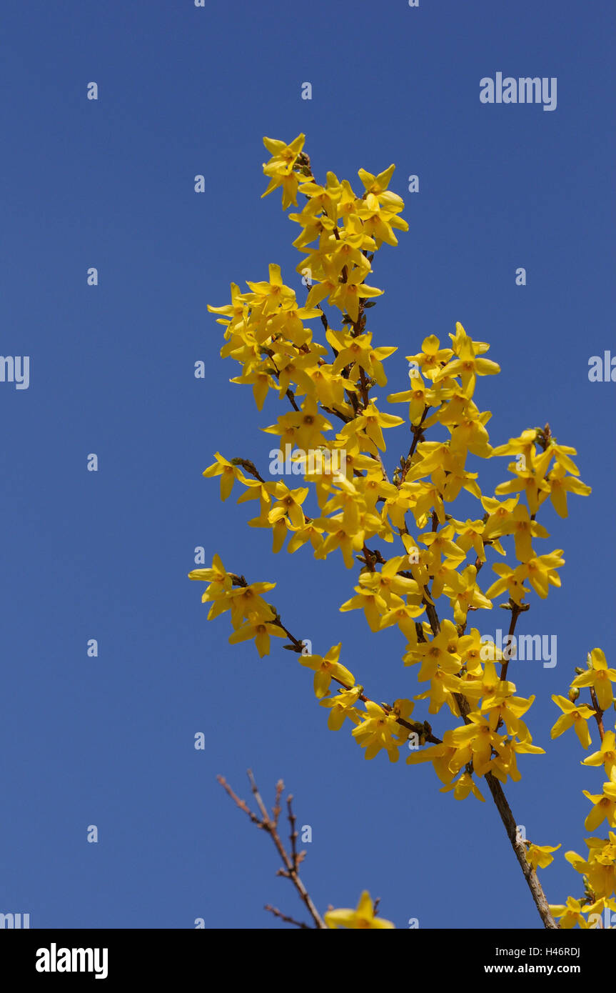 Forsythia, golden lilac, blossom, Germany Stock Photo - Alamy