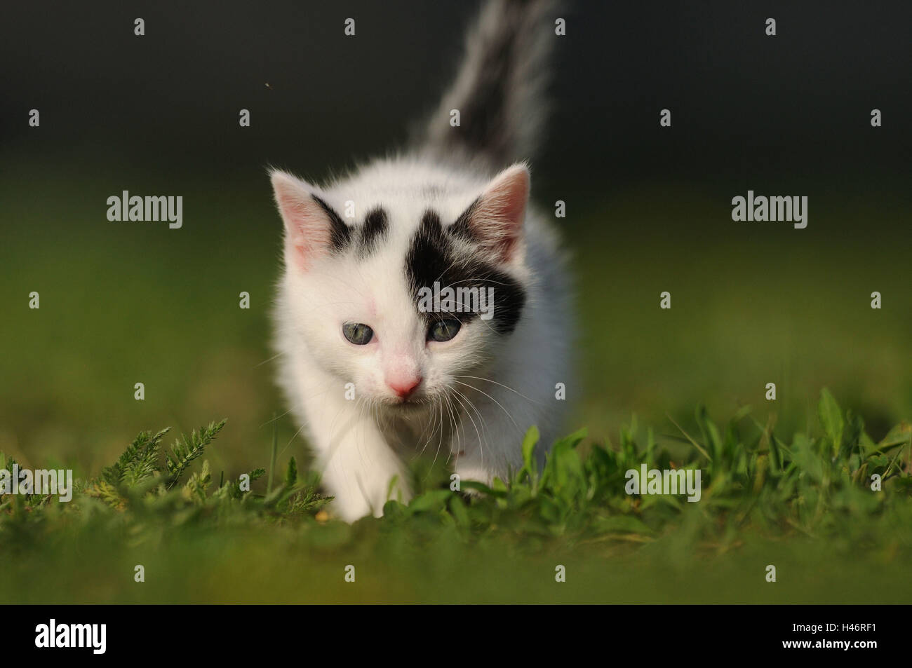 Felis silvestris catus domestic hi-res stock photography and images - Alamy