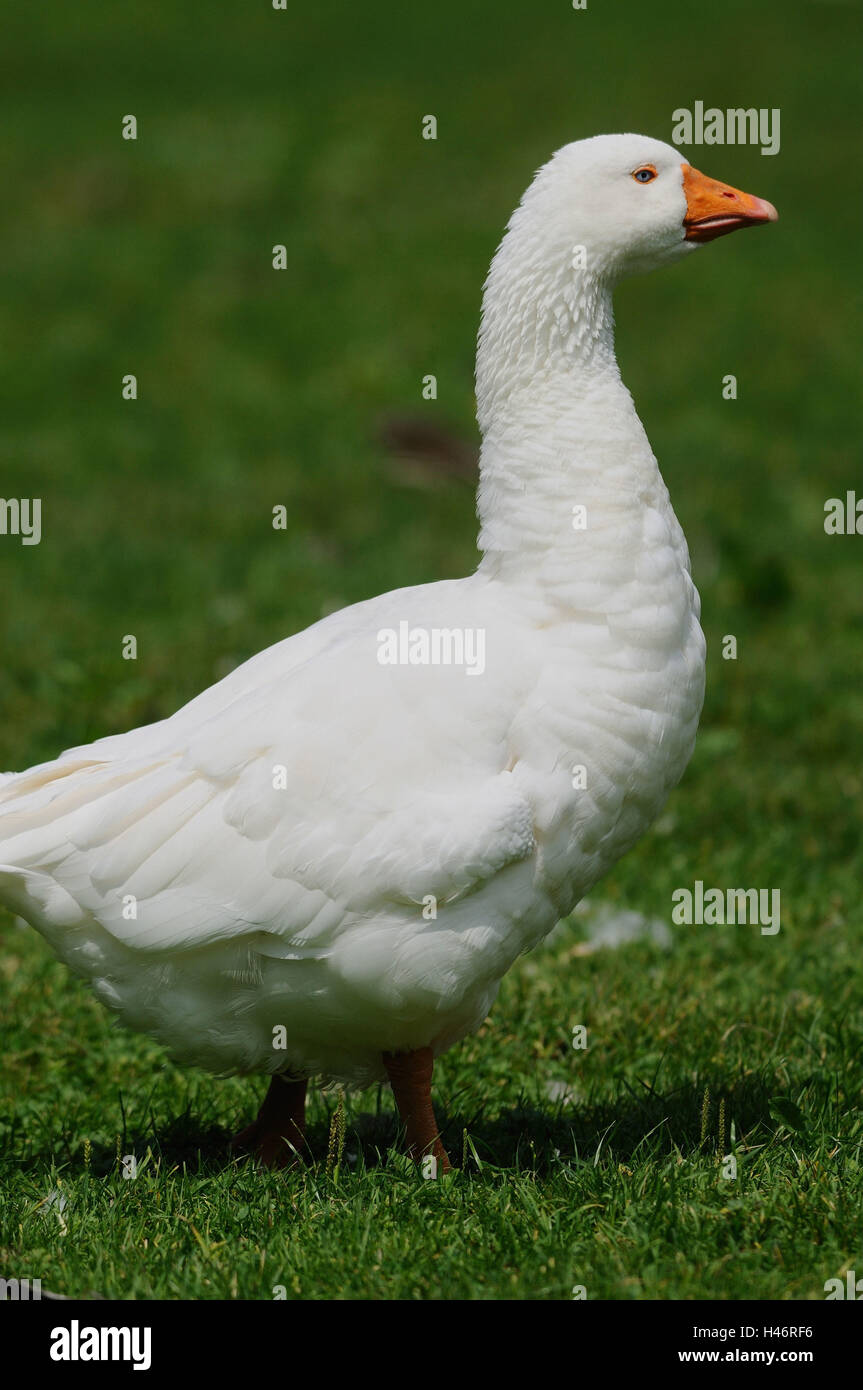 House goose, side view, stand, meadow Stock Photo - Alamy