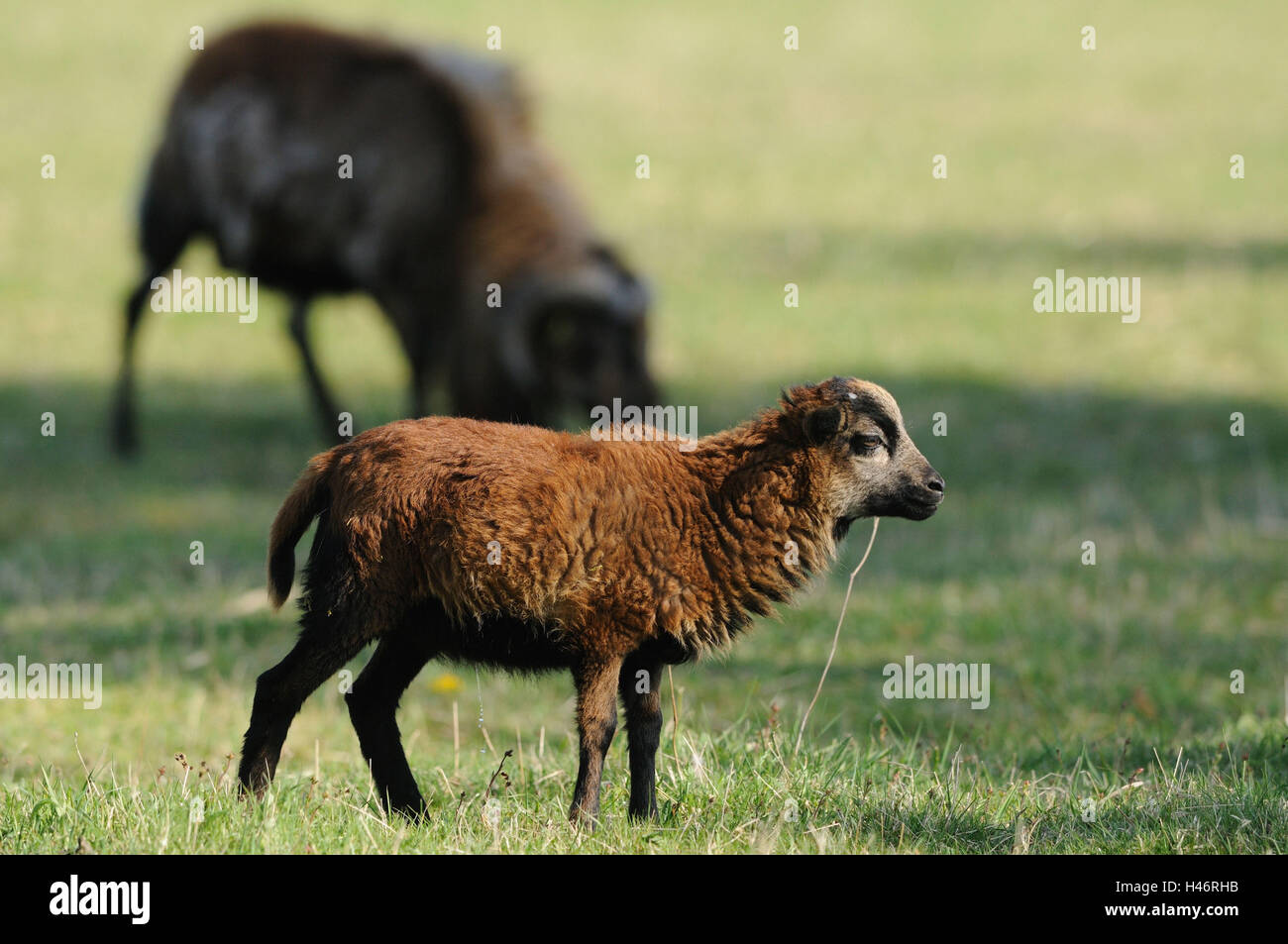 Kamerunschaf, lamb, side view, stand, meadow Stock Photo - Alamy