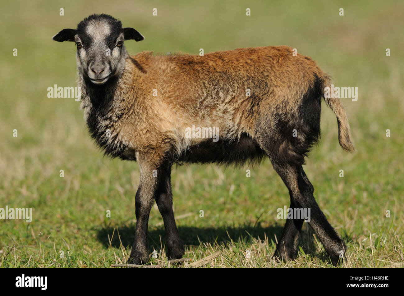 Sheep close up hoof hi-res stock photography and images - Alamy