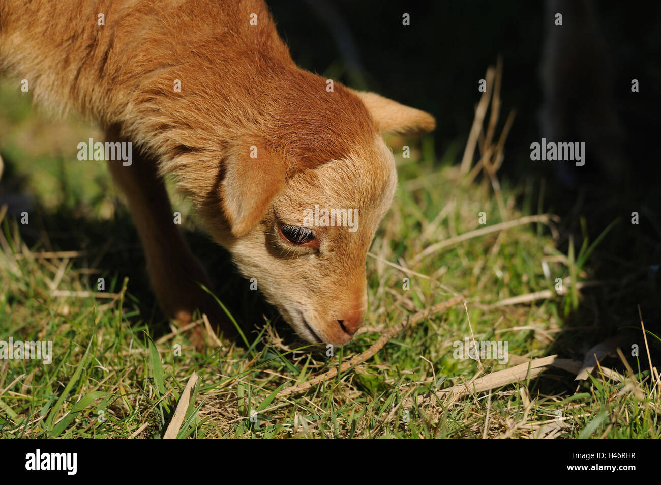 Domestic sheep, Ovis orientalis aries, lamb, portrait, side view Stock ...
