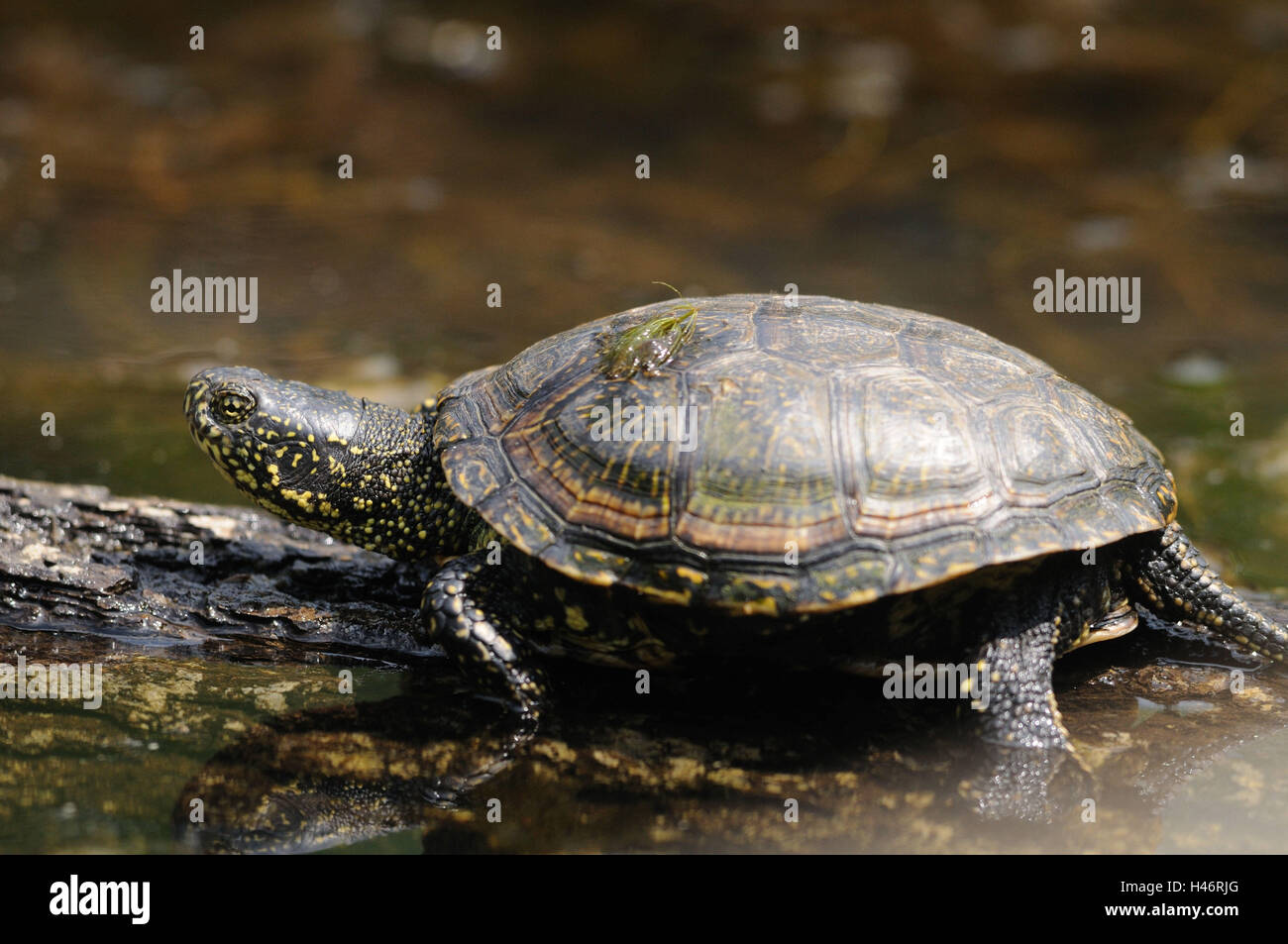 European terrapin, Emys orbicularis, trunk, water, side view, lie Stock ...